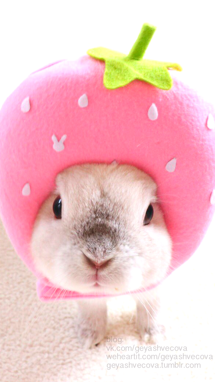 Bunny And Hamster Wallpapers - Wallpaper Cave