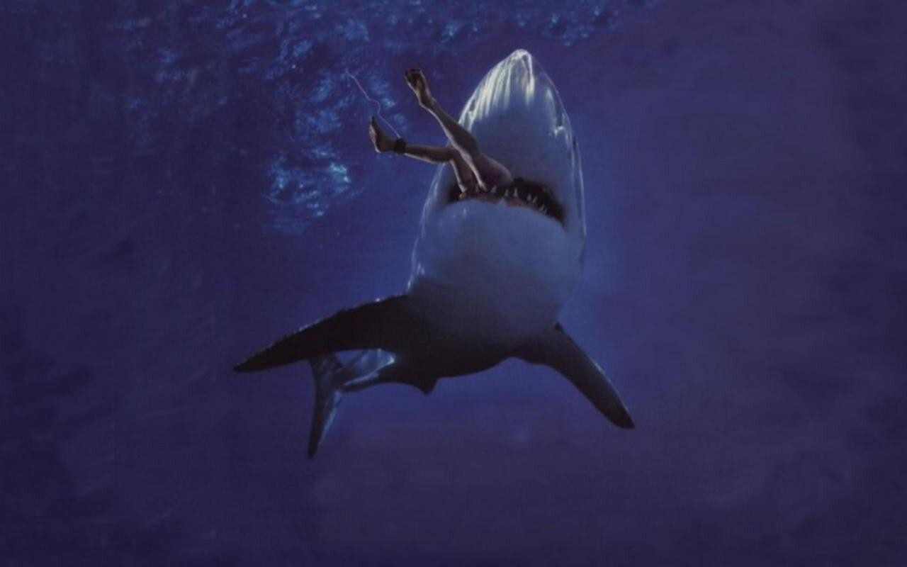 Shark Eating Wallpapers - Wallpaper Cave