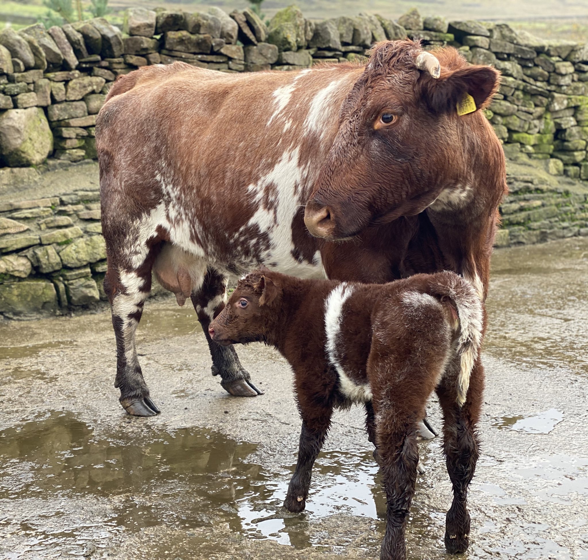 Shorthorn Cows Wallpapers - Wallpaper Cave
