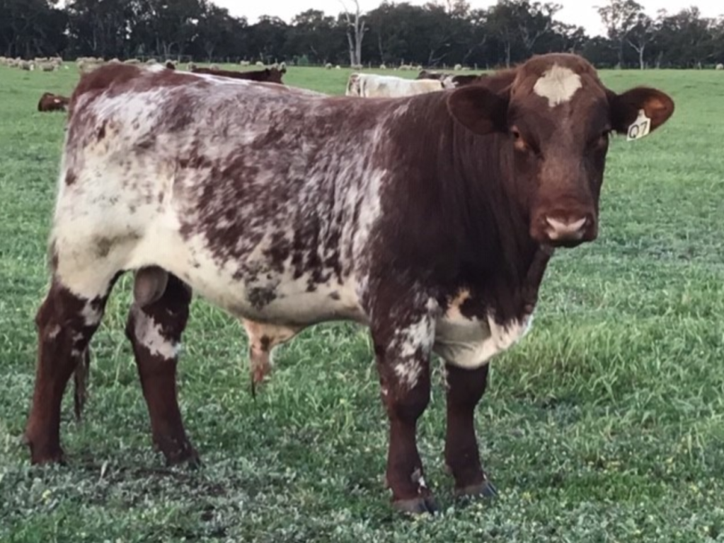 Shorthorn Cows Wallpapers - Wallpaper Cave
