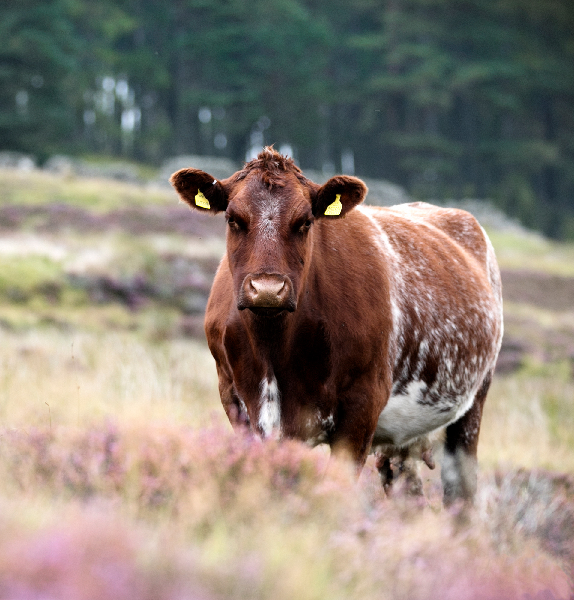 Shorthorn Cows Wallpapers - Wallpaper Cave
