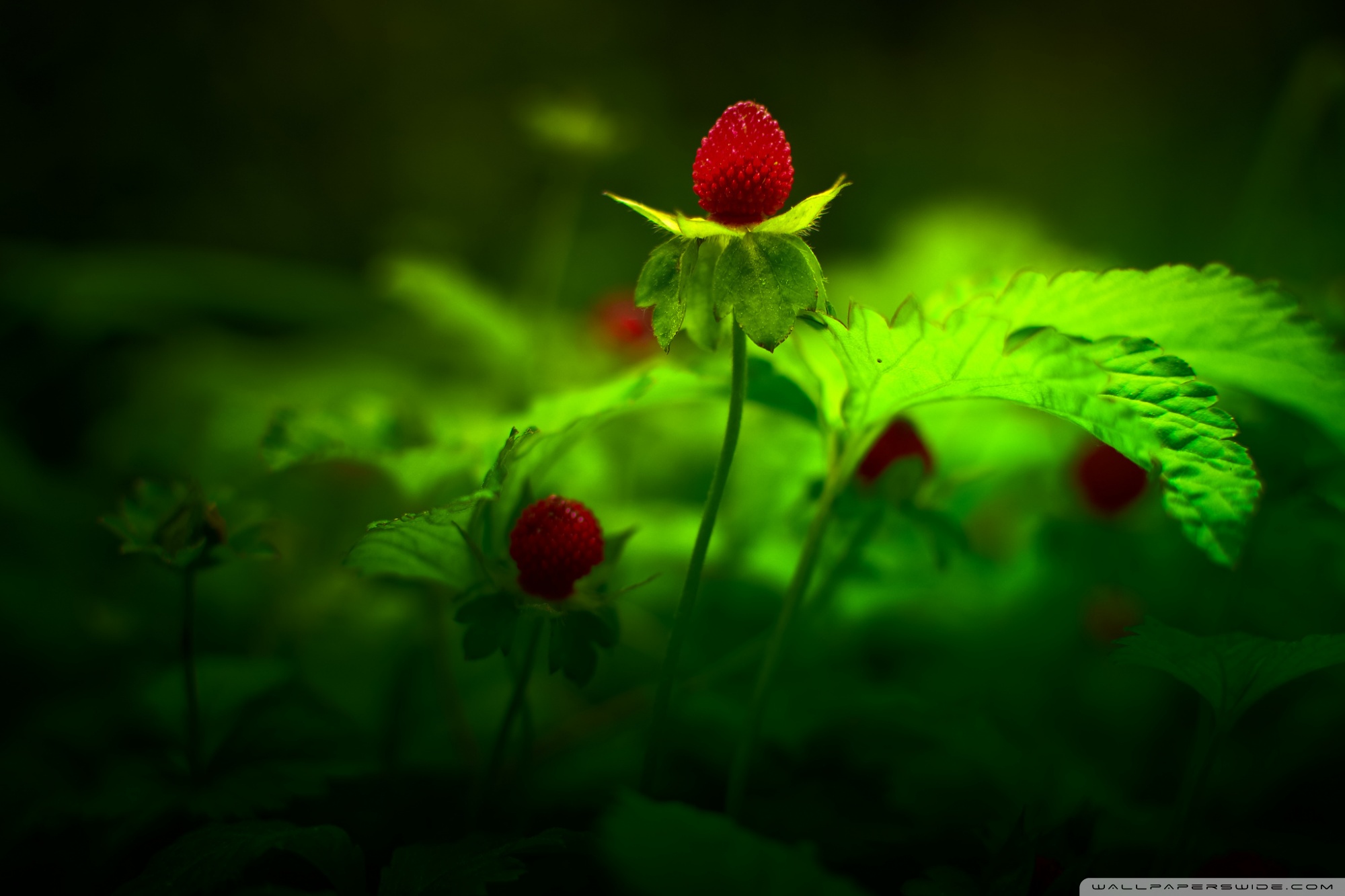 Flowers Forest Wallpapers - Wallpaper Cave