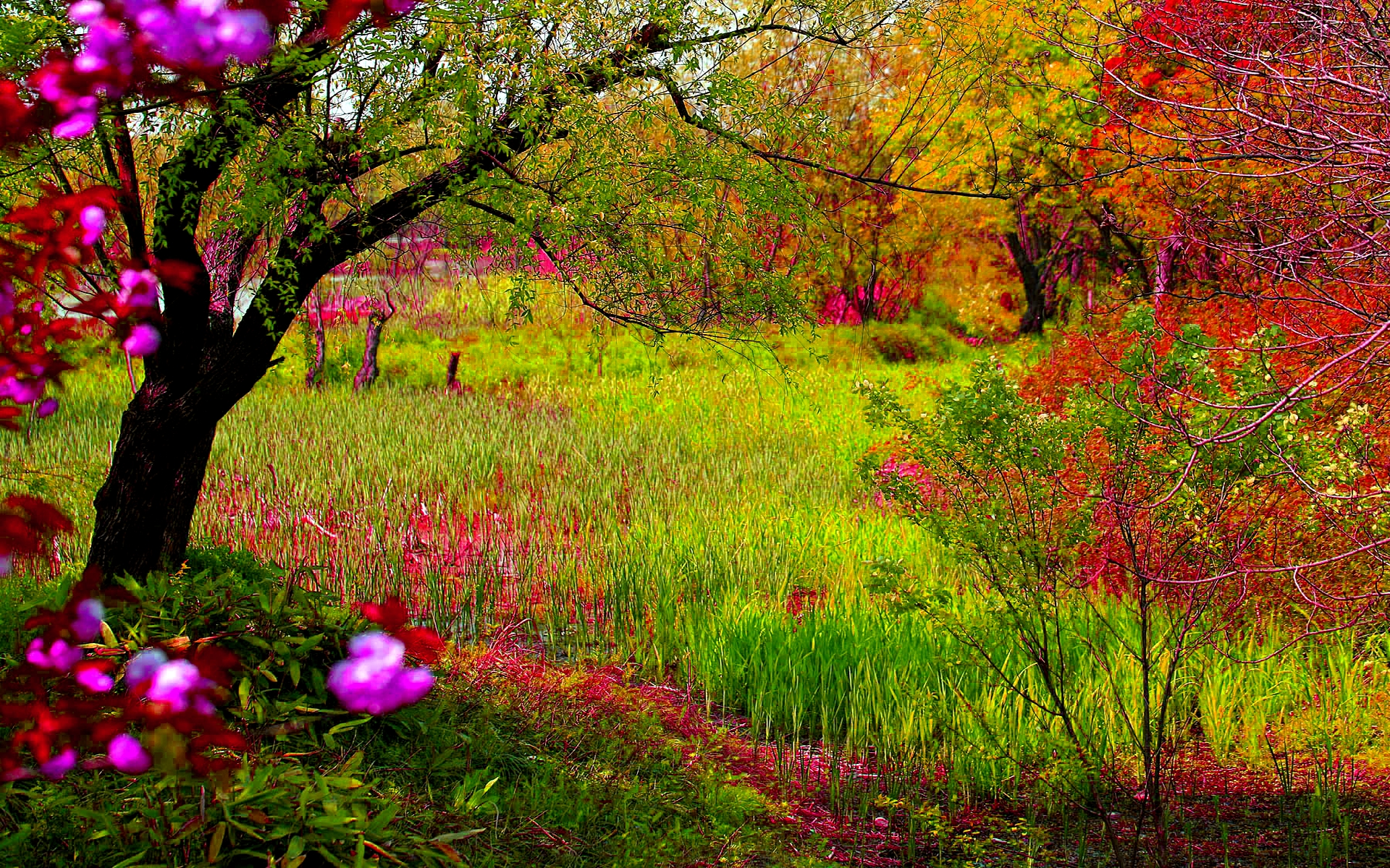 Flowers Forest Wallpapers - Wallpaper Cave