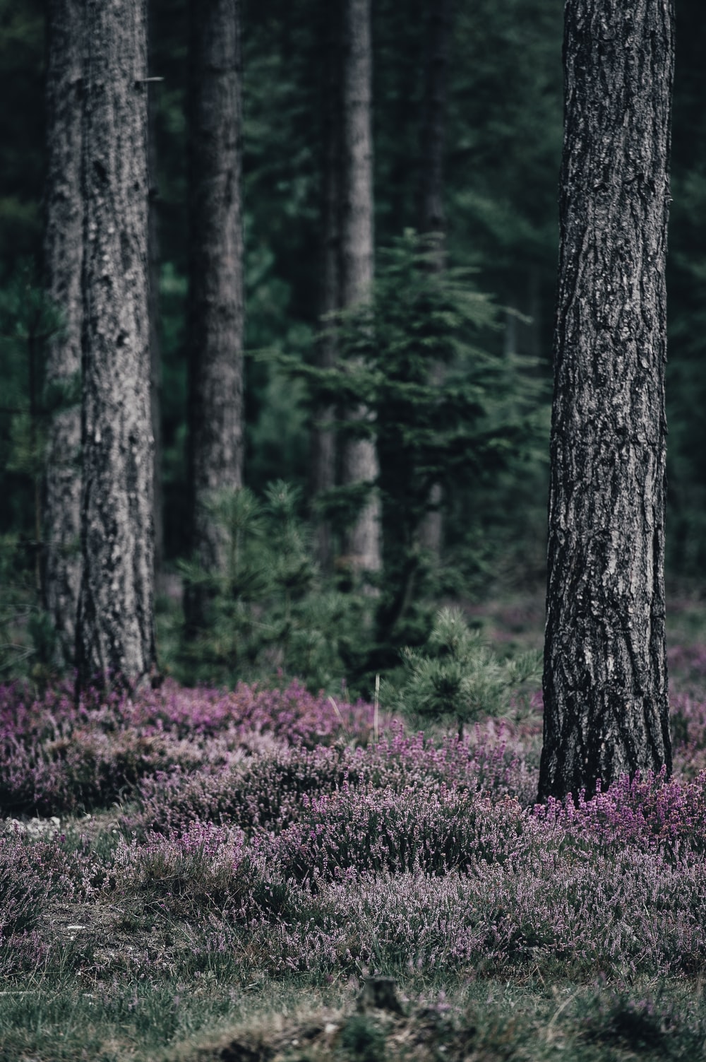 Flowers Forest Wallpapers - Wallpaper Cave