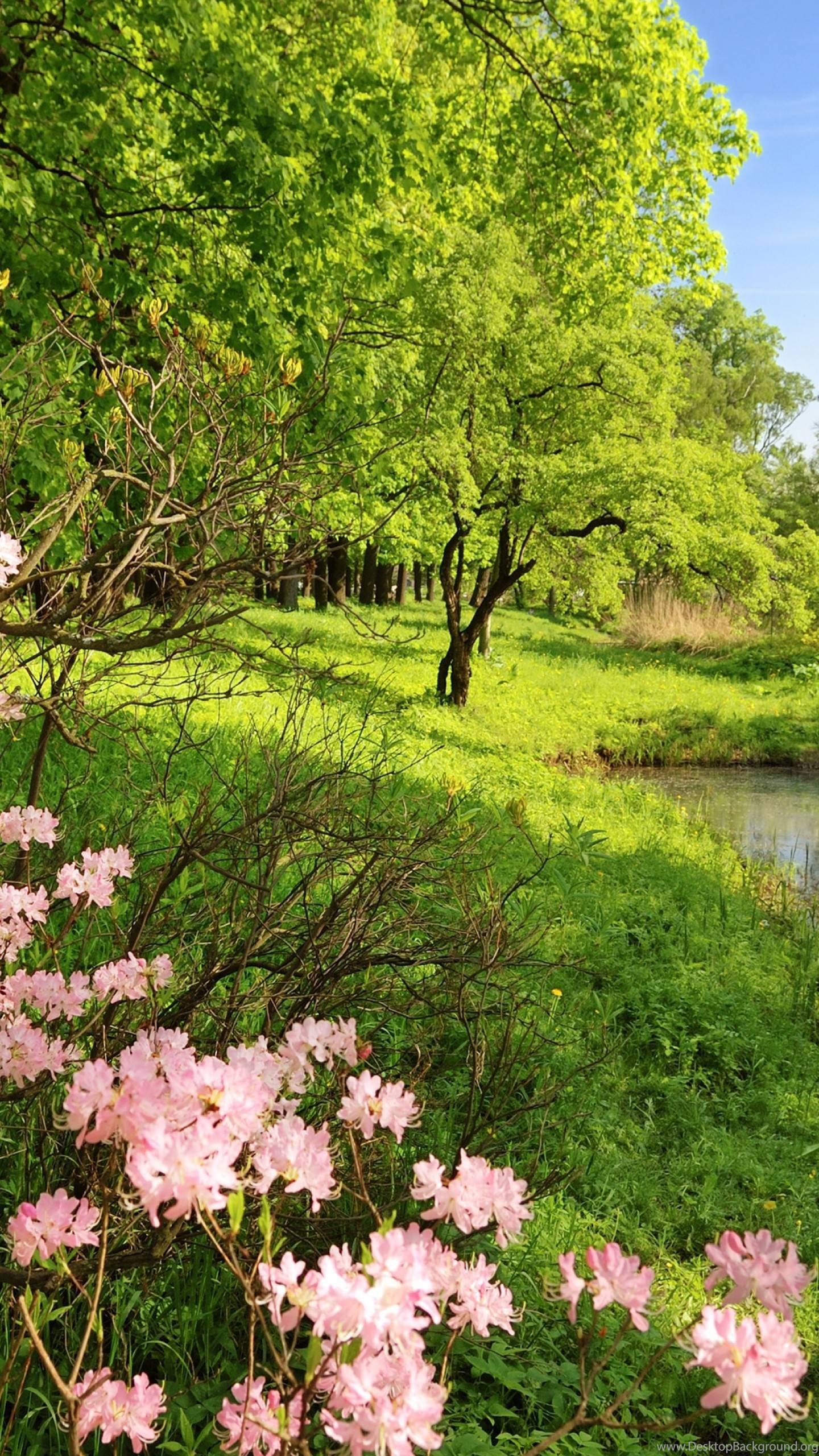 Flowers Forest Wallpapers - Wallpaper Cave