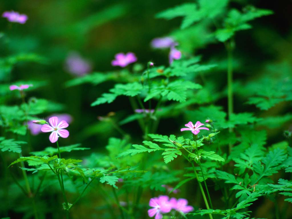 Forest Wildflowers Wallpapers - Wallpaper Cave