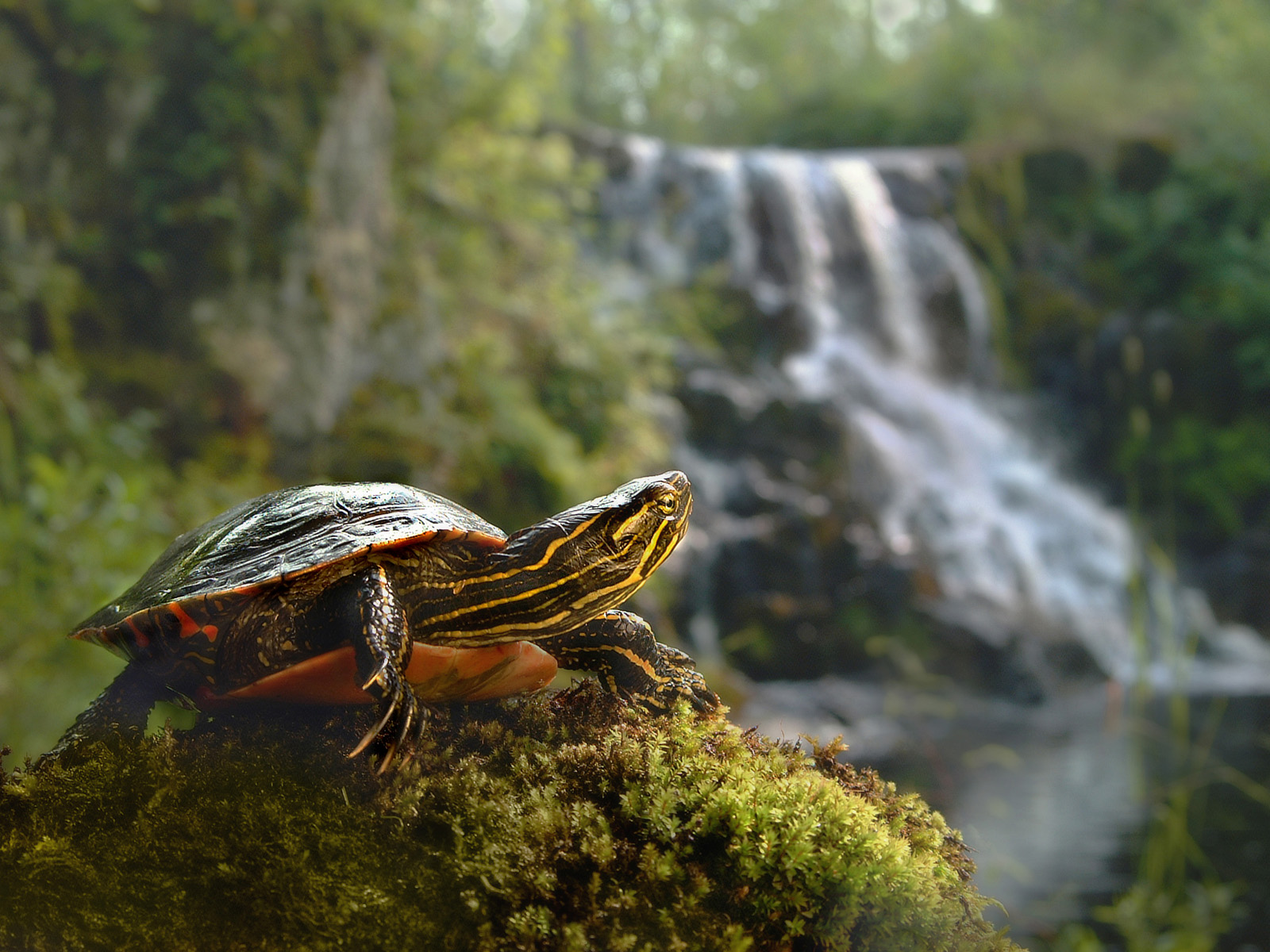 Spring Turtle Wallpapers - Wallpaper Cave