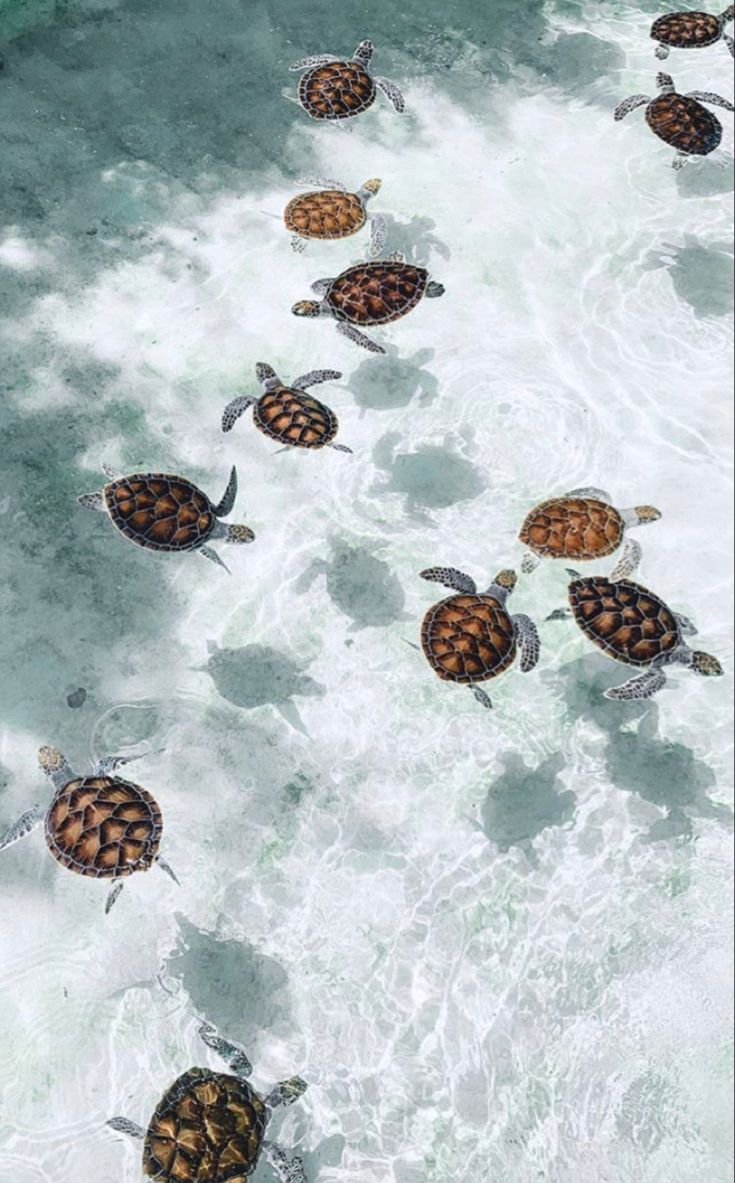 Spring Turtles Wallpapers - Wallpaper Cave