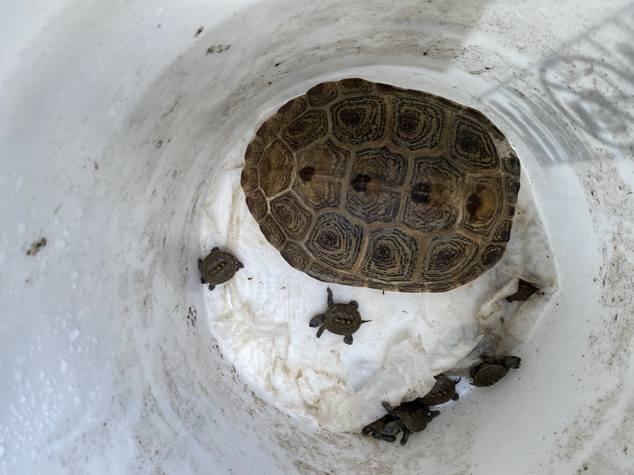 Spring Turtles Wallpapers - Wallpaper Cave