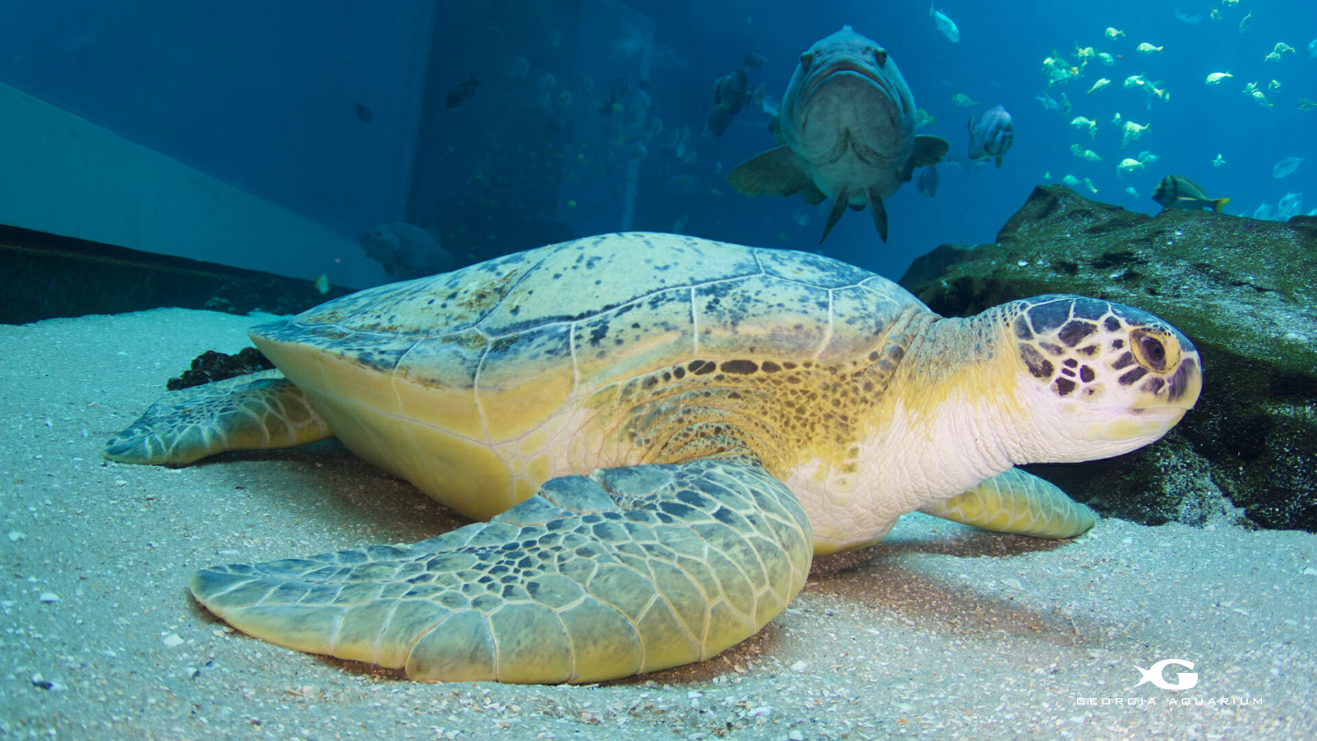 Spring Turtles Wallpapers - Wallpaper Cave