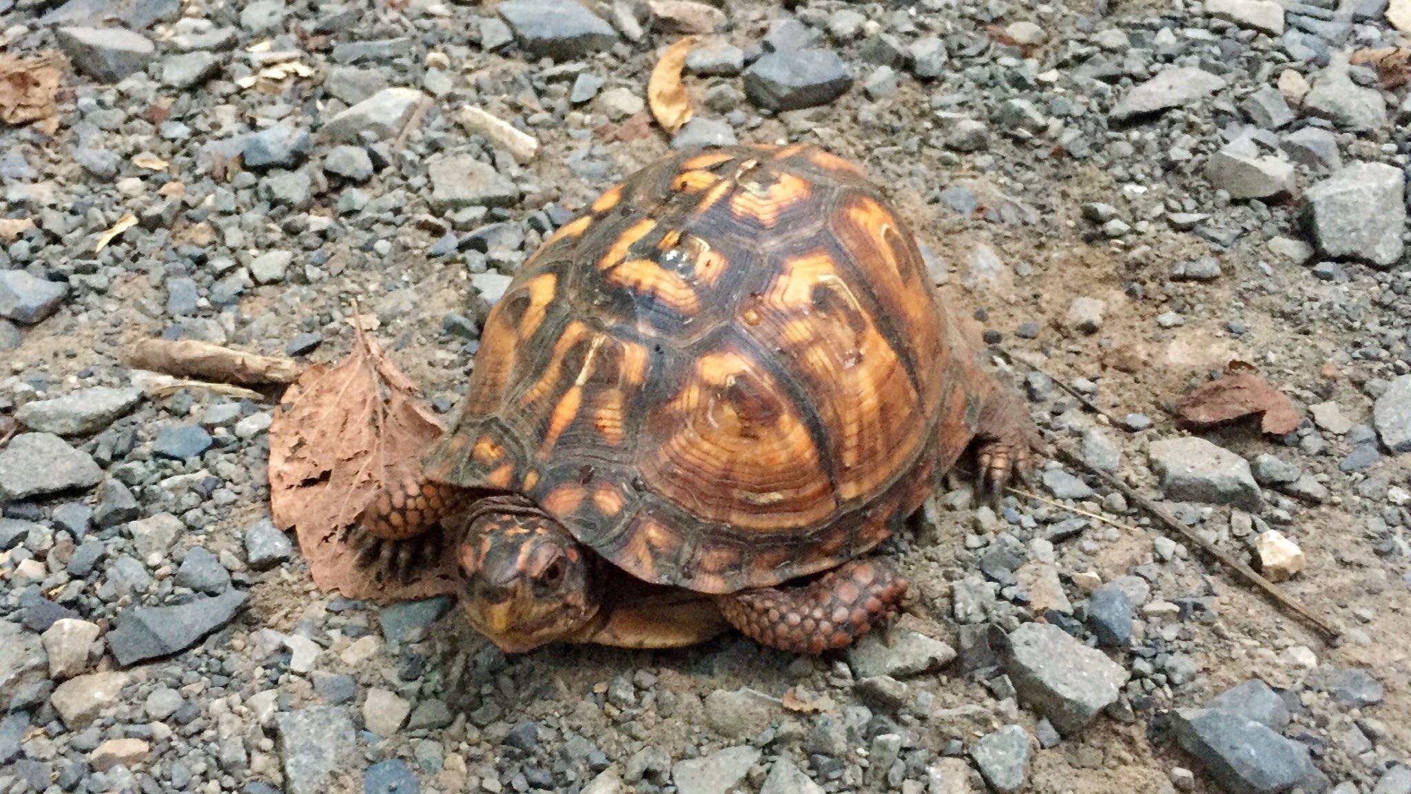 Spring Turtles Wallpapers - Wallpaper Cave