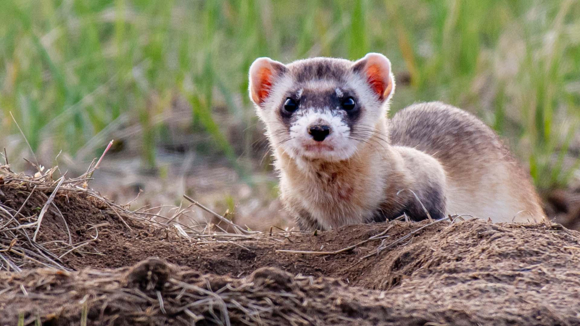 Black Footed Ferret Wallpapers - Wallpaper Cave