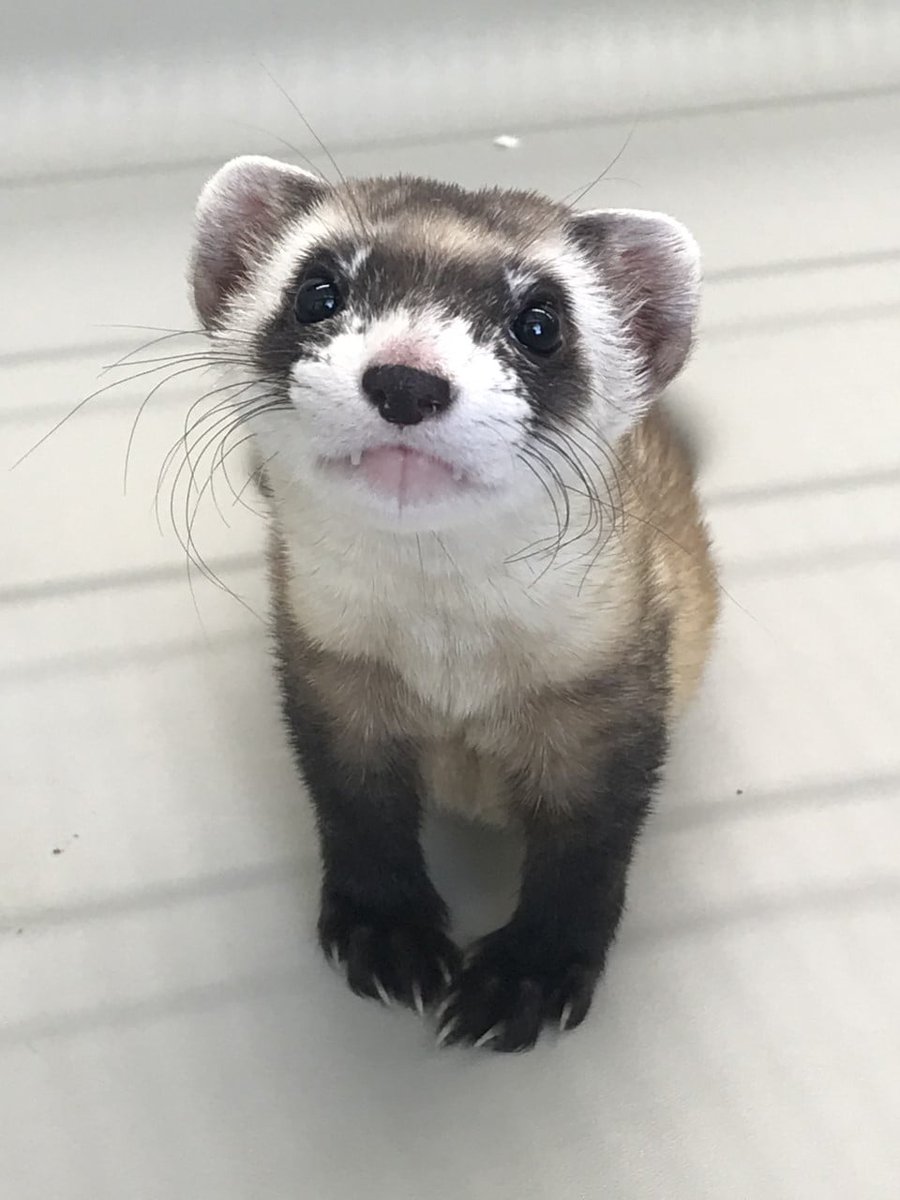 Black Footed Ferret Wallpapers - Wallpaper Cave