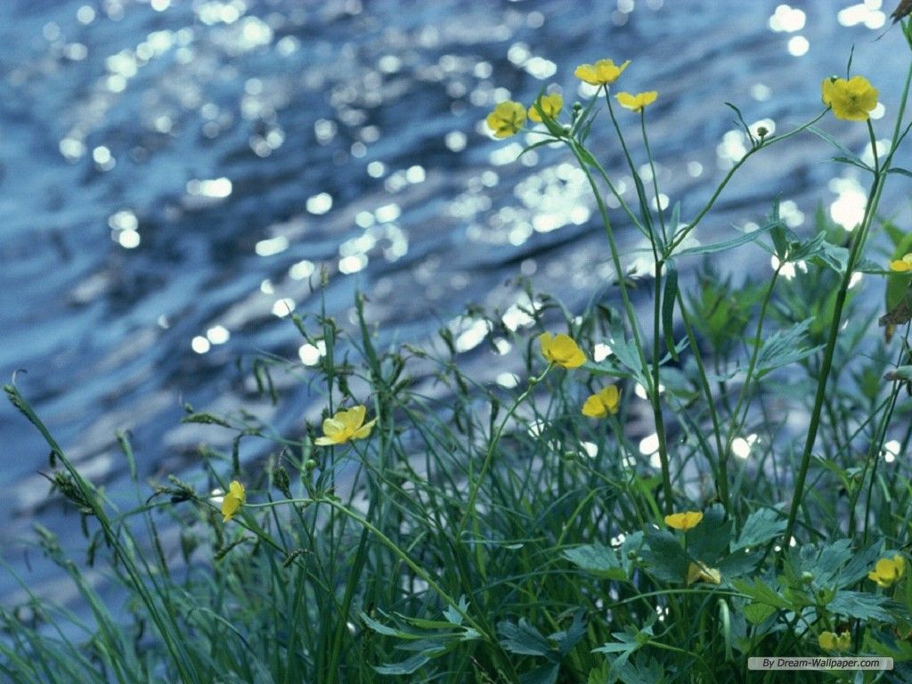 Mouse Spring Wallpapers - Wallpaper Cave