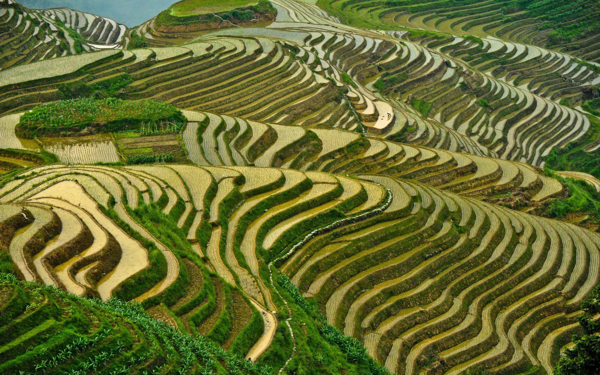 Rice Terraces Wallpapers - Wallpaper Cave
