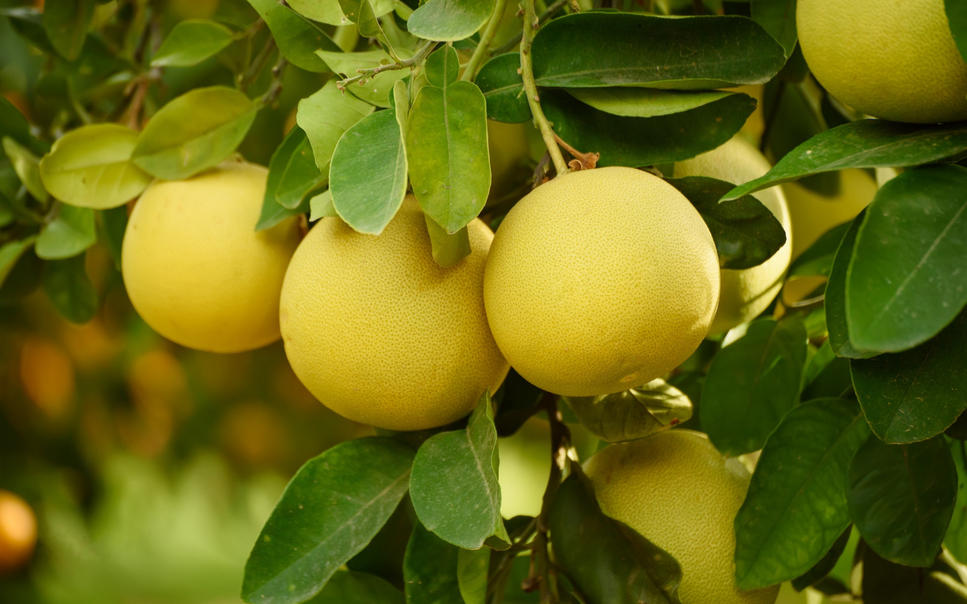 Pomelo Wallpapers - Wallpaper Cave