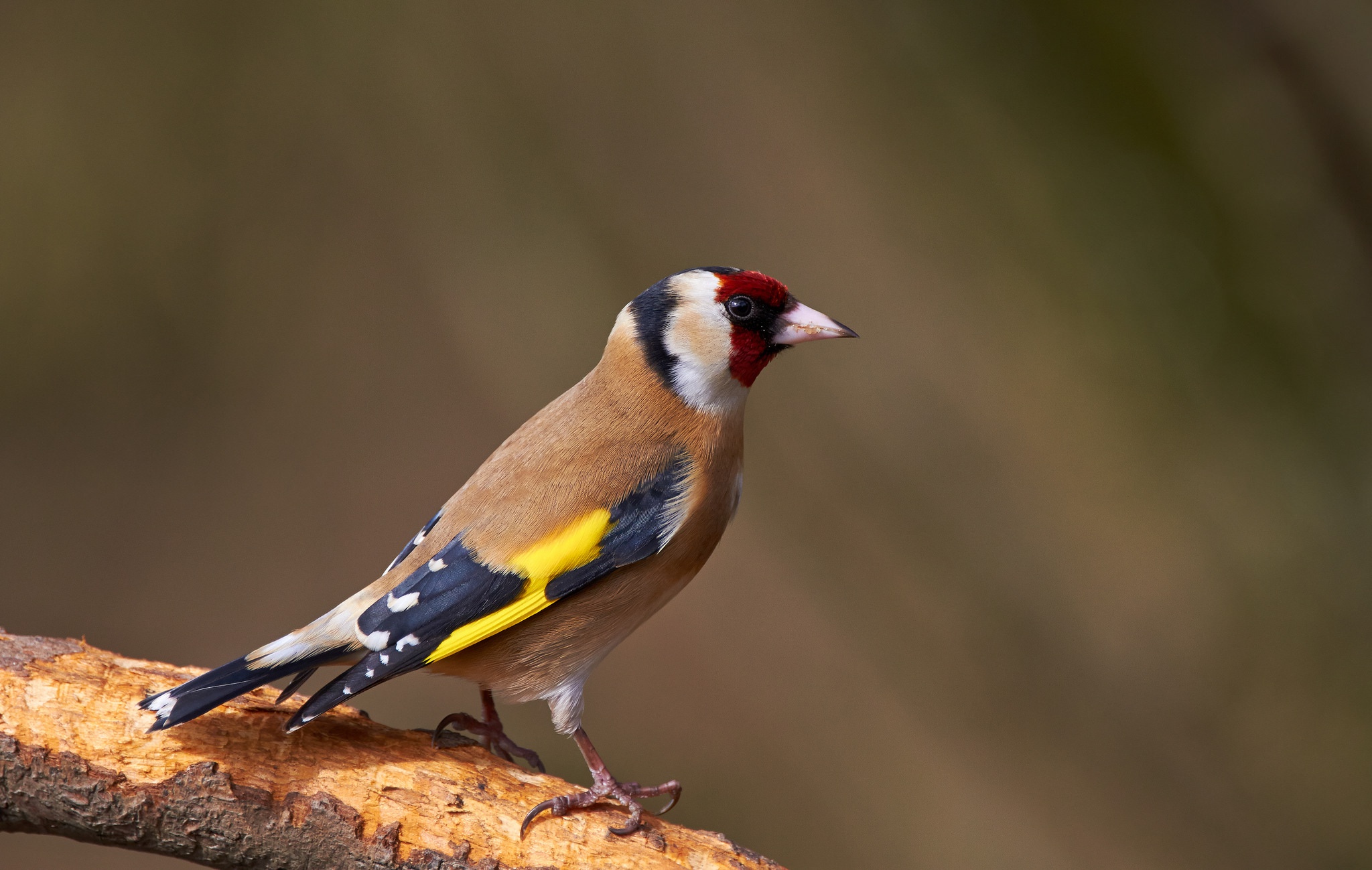 Passerine Wallpapers - Wallpaper Cave
