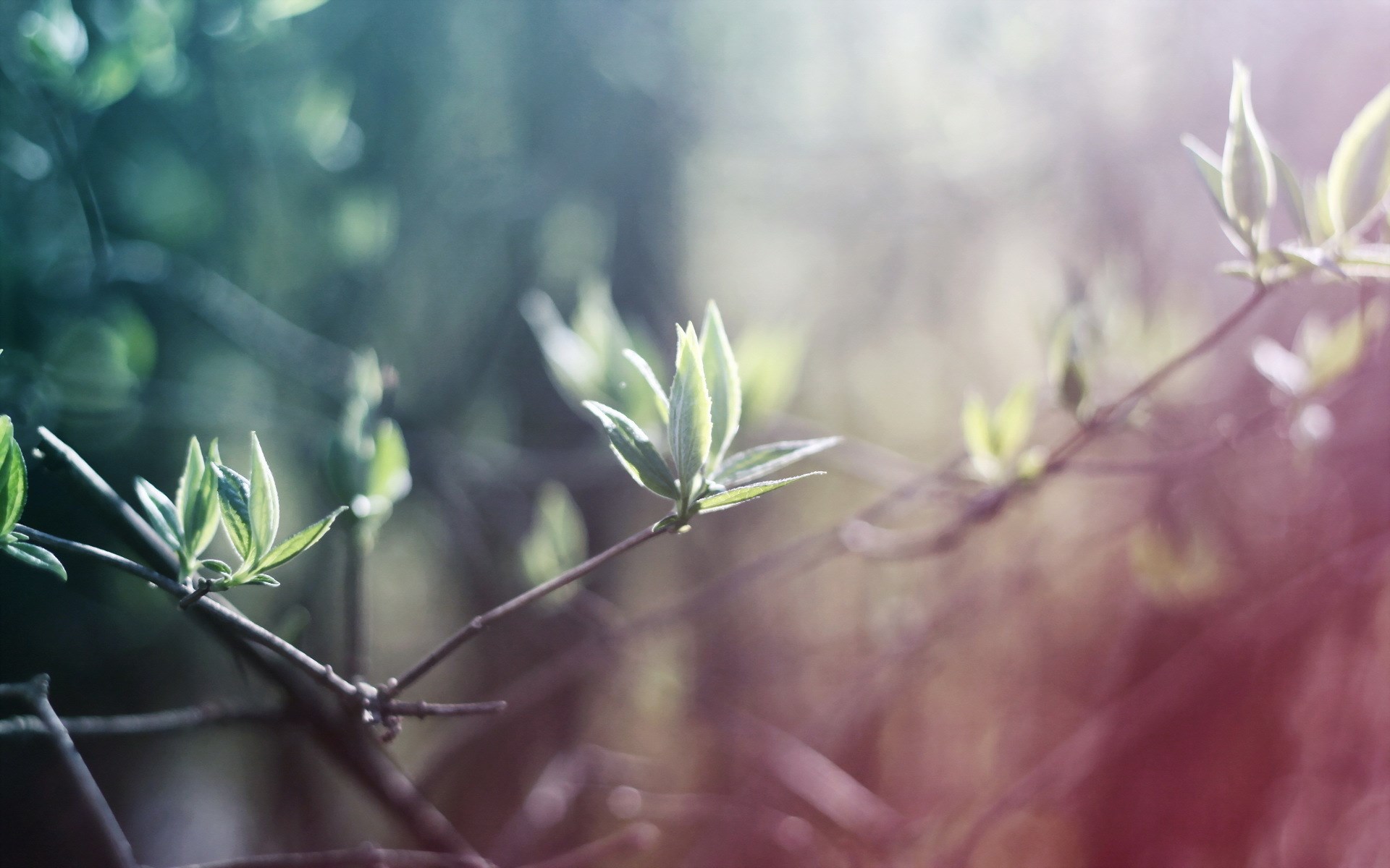 Light Nature Wallpapers - Wallpaper Cave