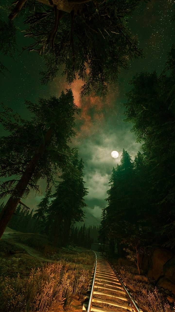 Moonlit Forest Path