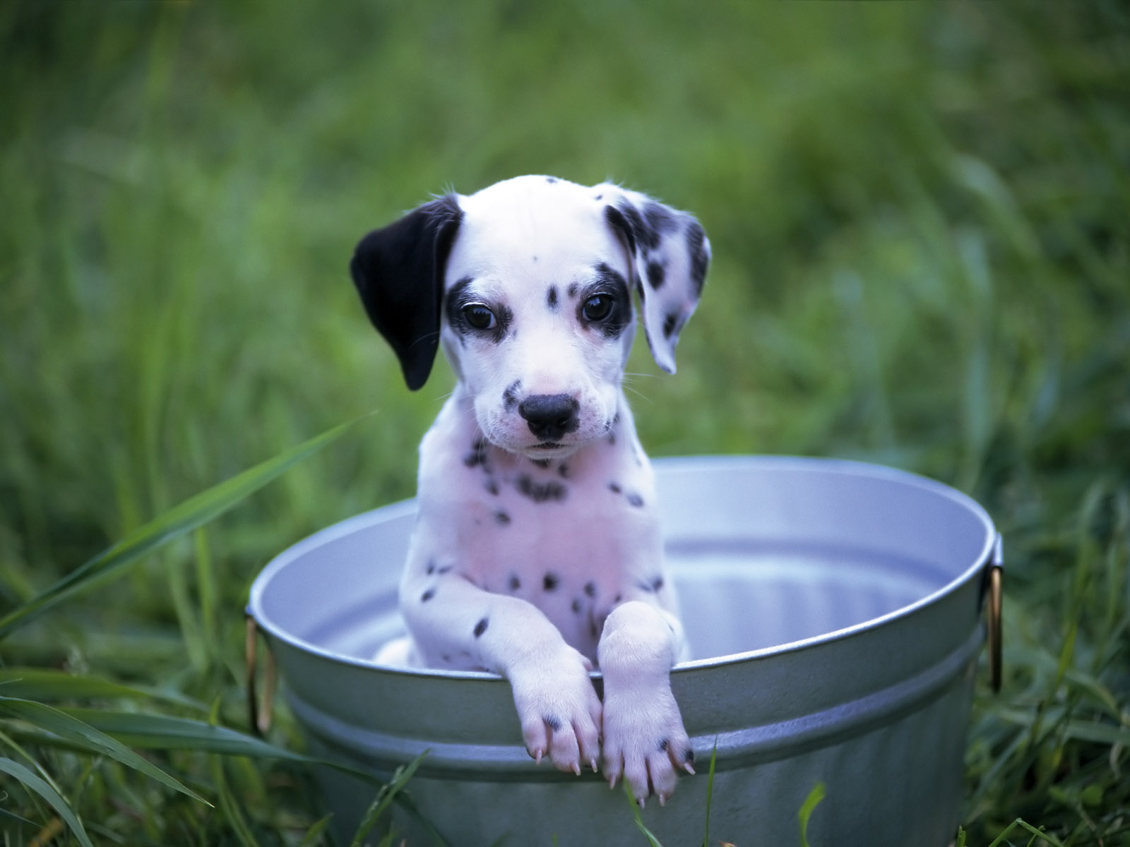 Dalmatian Puppy Wallpapers - Wallpaper Cave