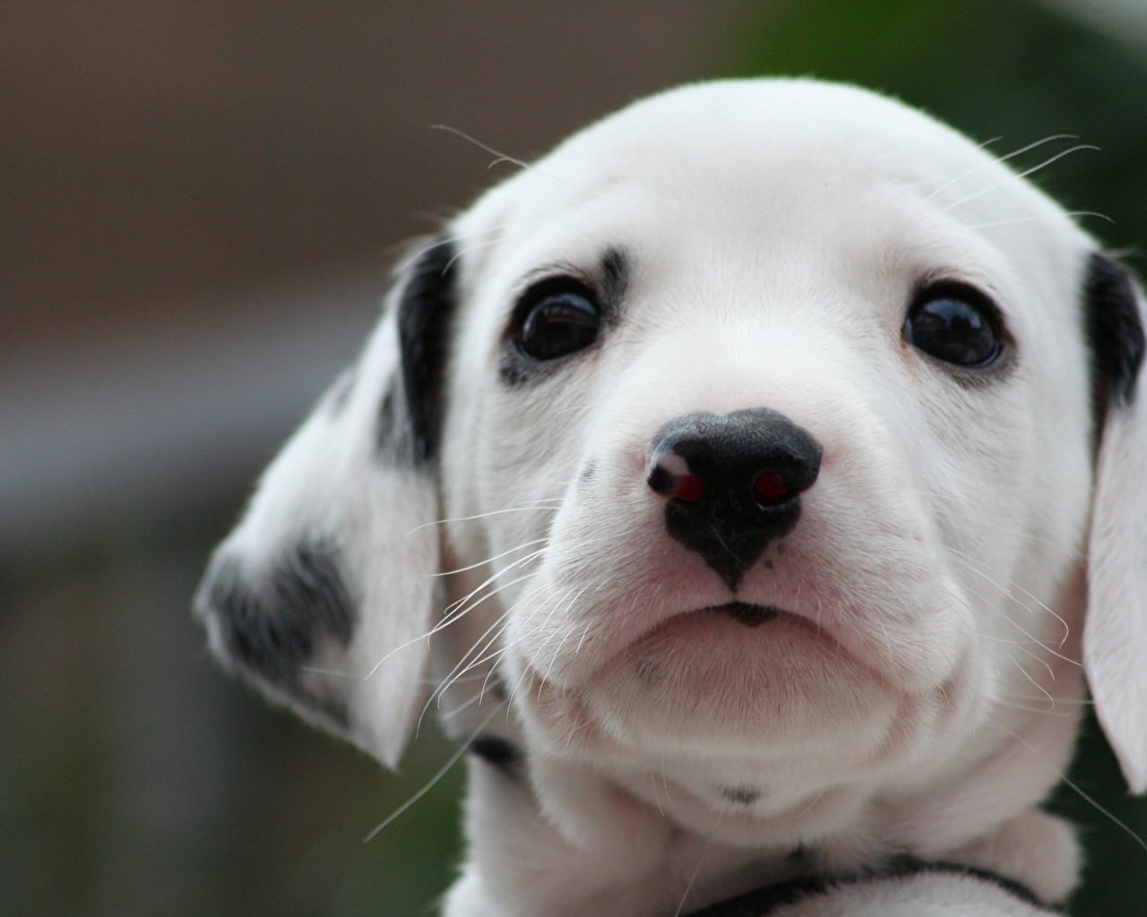 Dalmatian Puppy Wallpapers - Wallpaper Cave