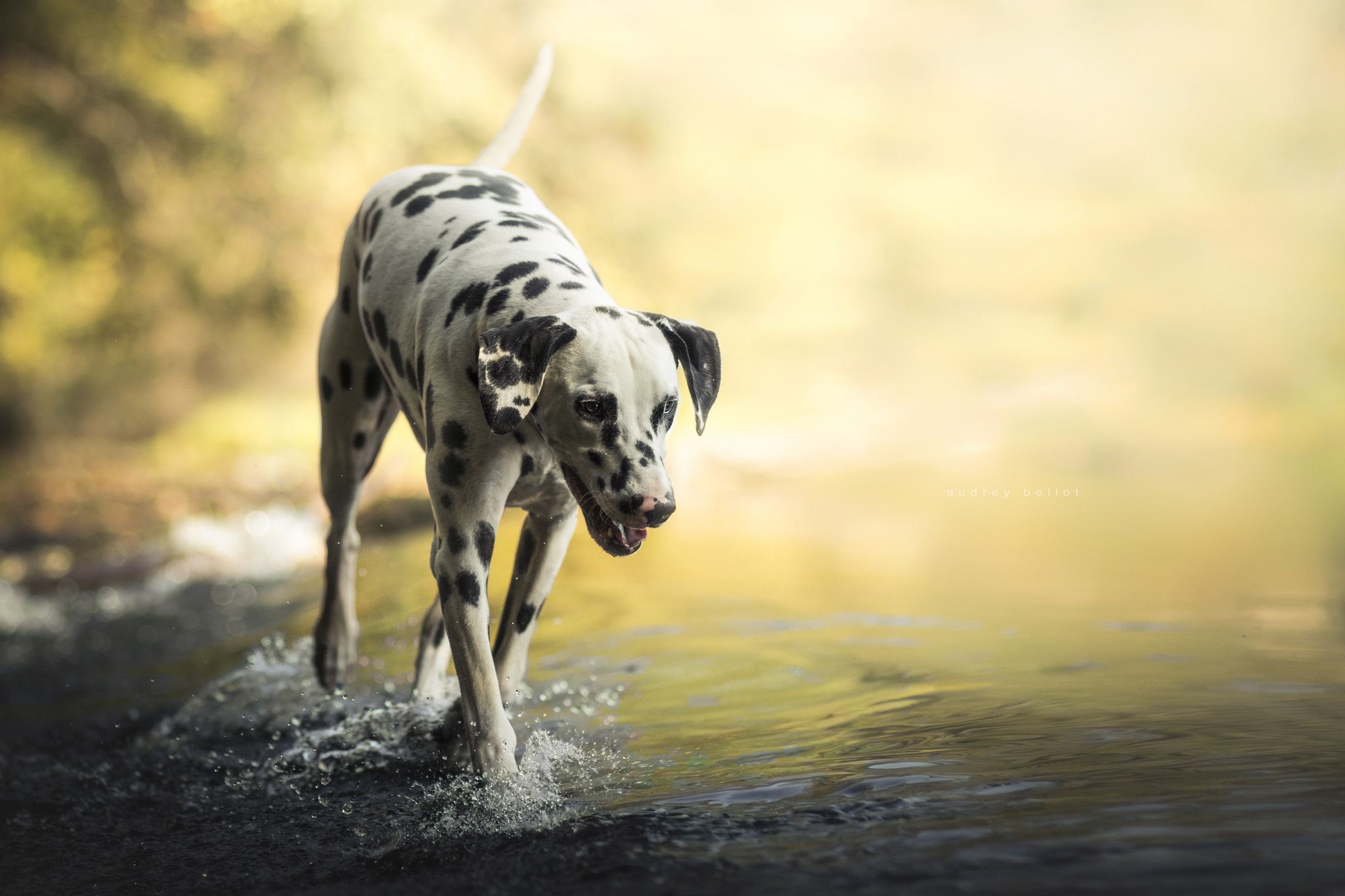 Dalmatian Puppy Wallpapers - Wallpaper Cave