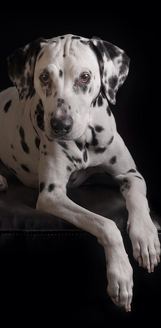 Dalmatian Puppy Wallpapers - Wallpaper Cave