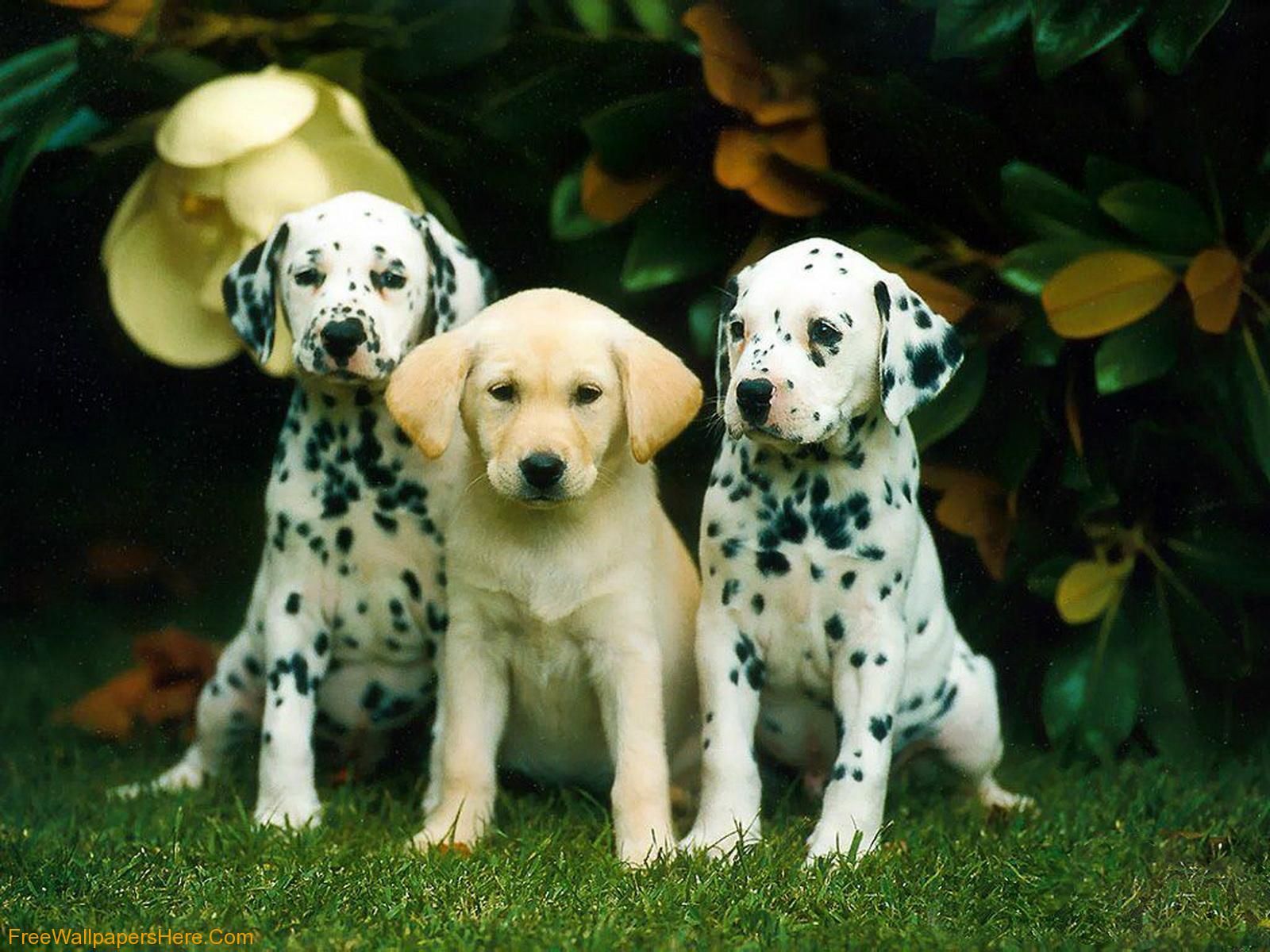 Dalmatian Puppy Wallpapers - Wallpaper Cave