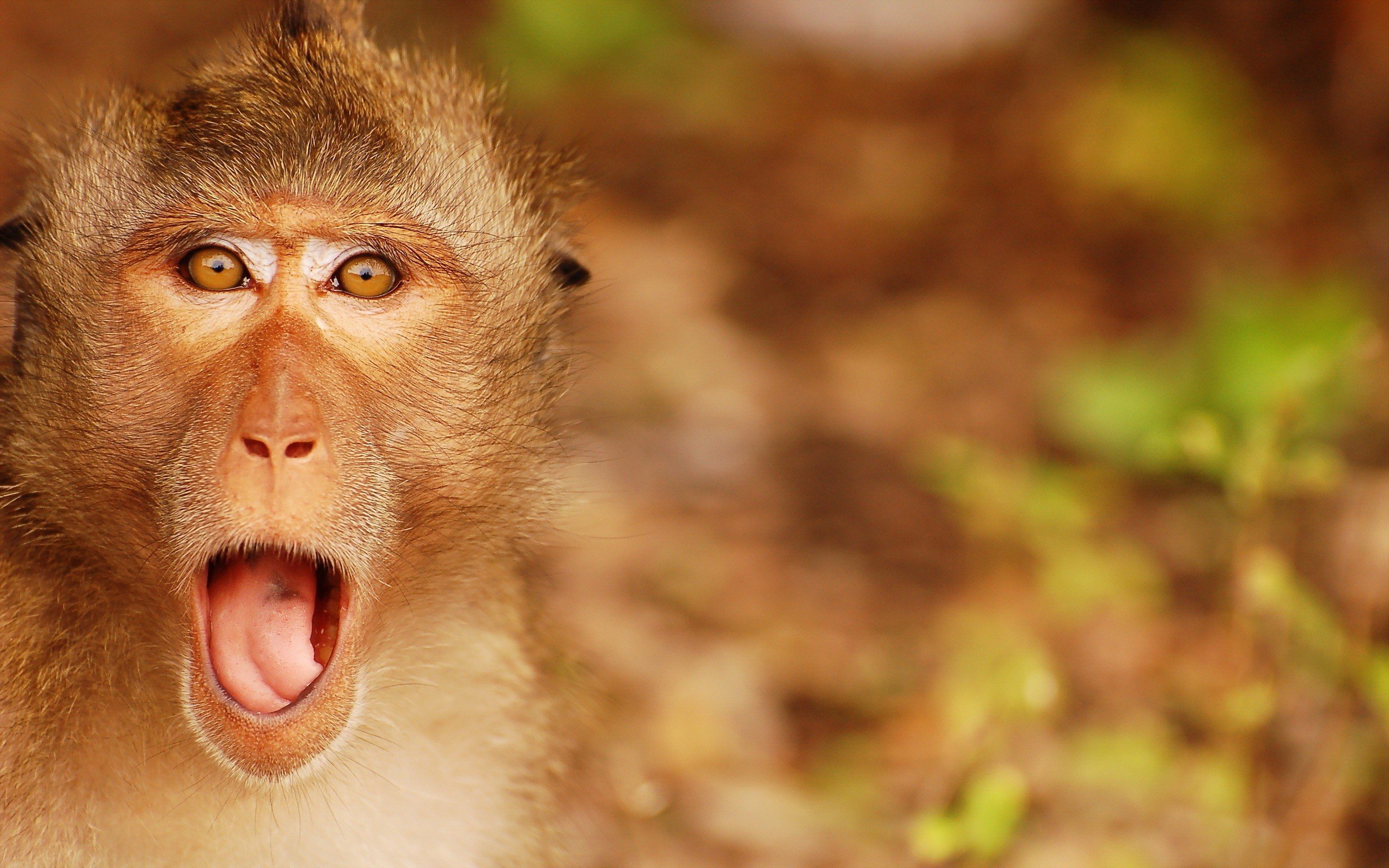Angry Monkey Wallpapers - Wallpaper Cave