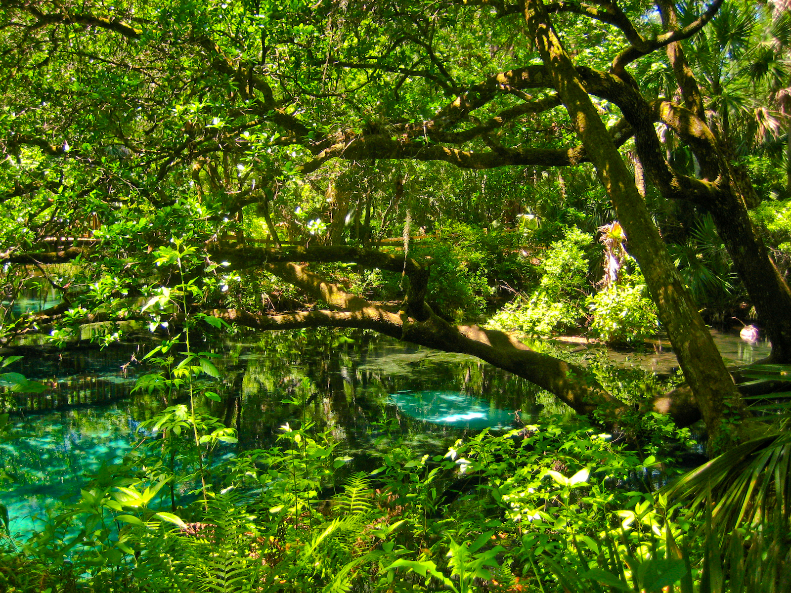 Juniper Springs Wallpapers - Wallpaper Cave