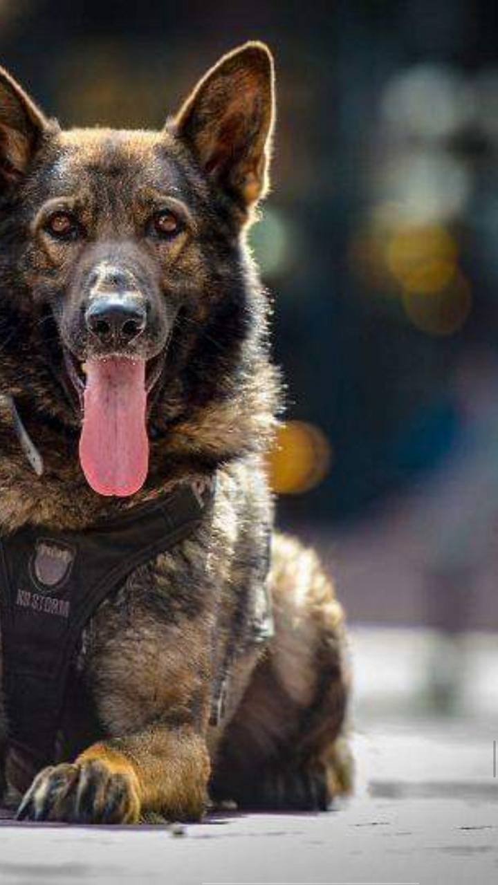 Cop Dogs Wallpapers - Wallpaper Cave