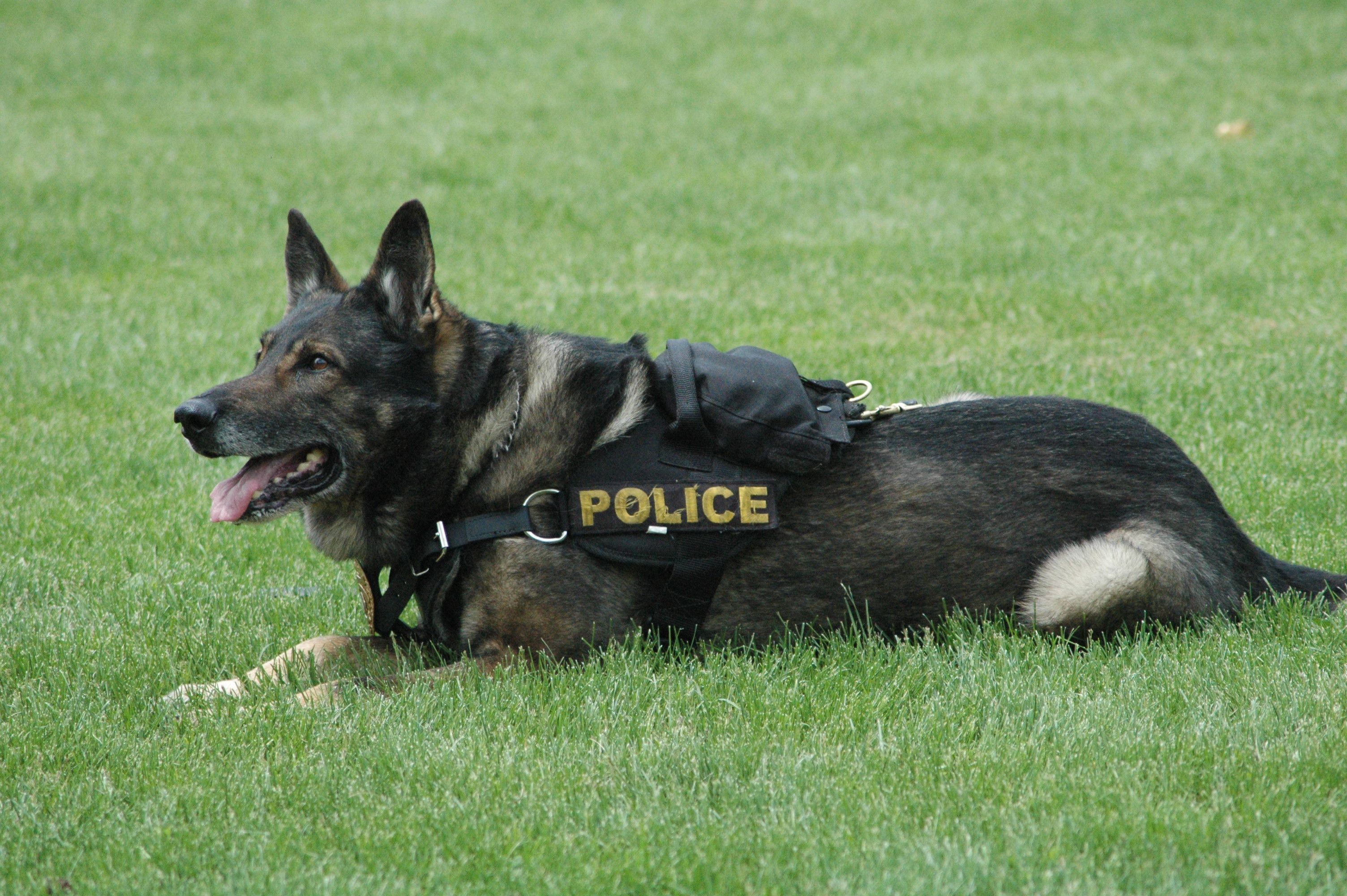 Cop Dogs Wallpapers - Wallpaper Cave