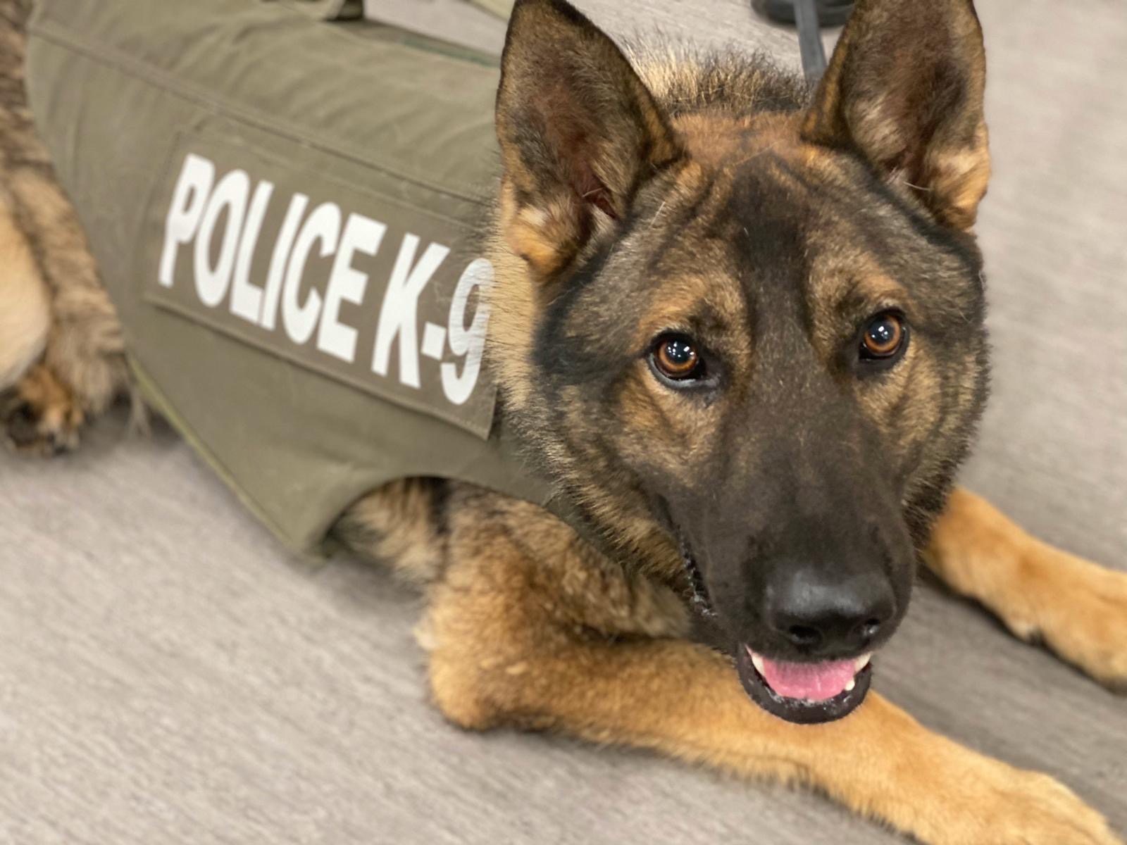 Cop Dogs Wallpapers - Wallpaper Cave