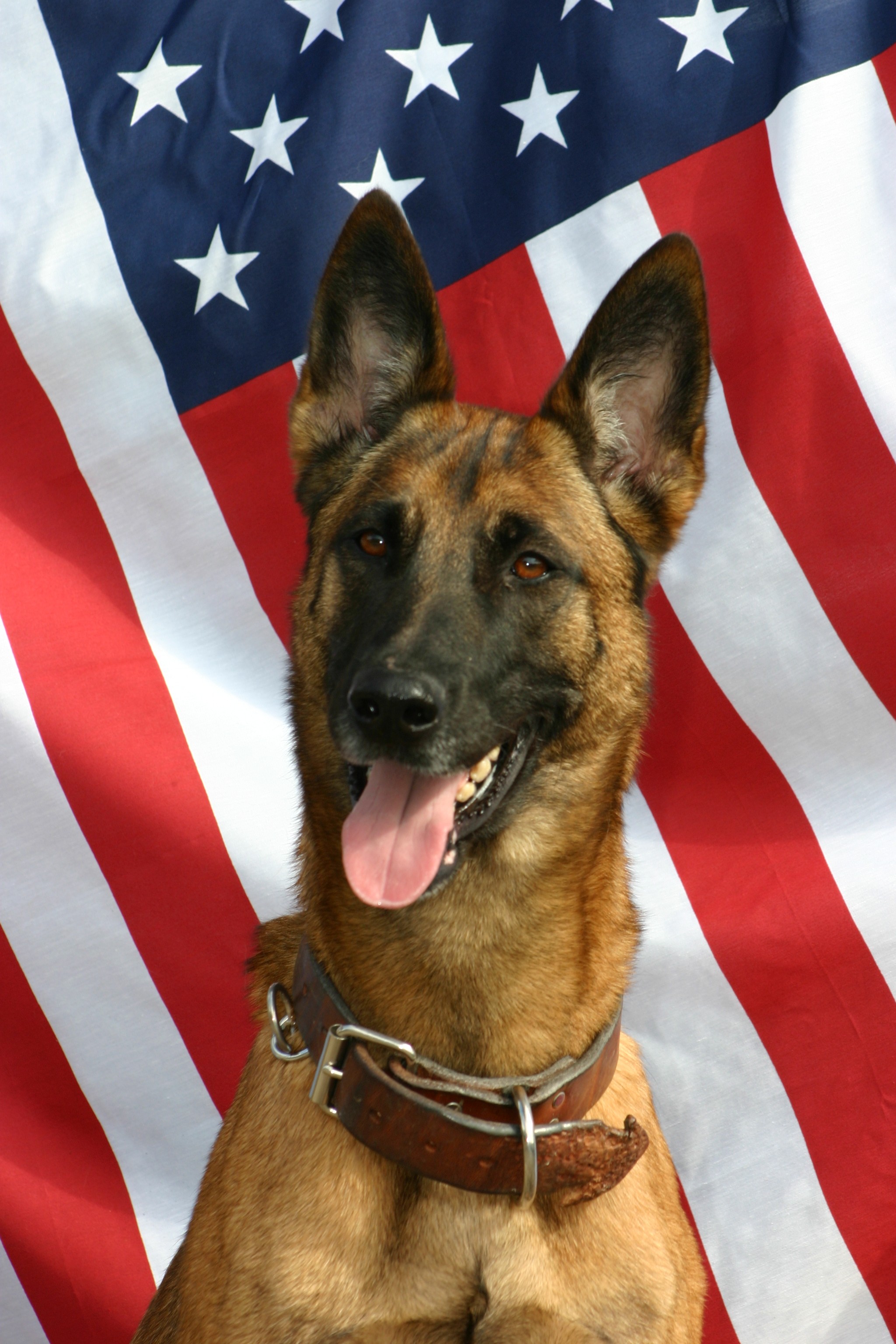 Cop Dogs Wallpapers - Wallpaper Cave