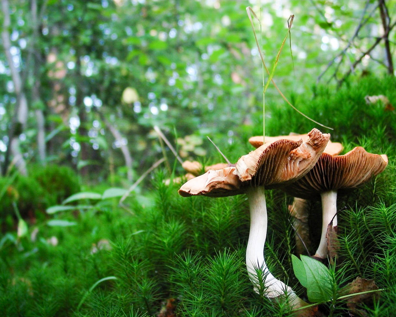 Spring Mushroom Wallpapers - Wallpaper Cave