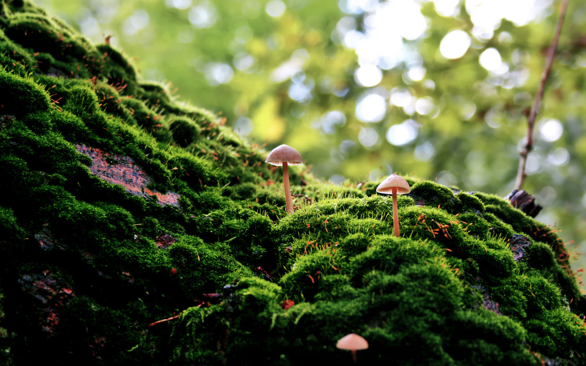 Spring Mushroom Wallpapers - Wallpaper Cave