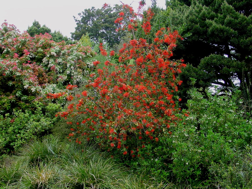 Embothrium Coccineum Wallpapers - Wallpaper Cave