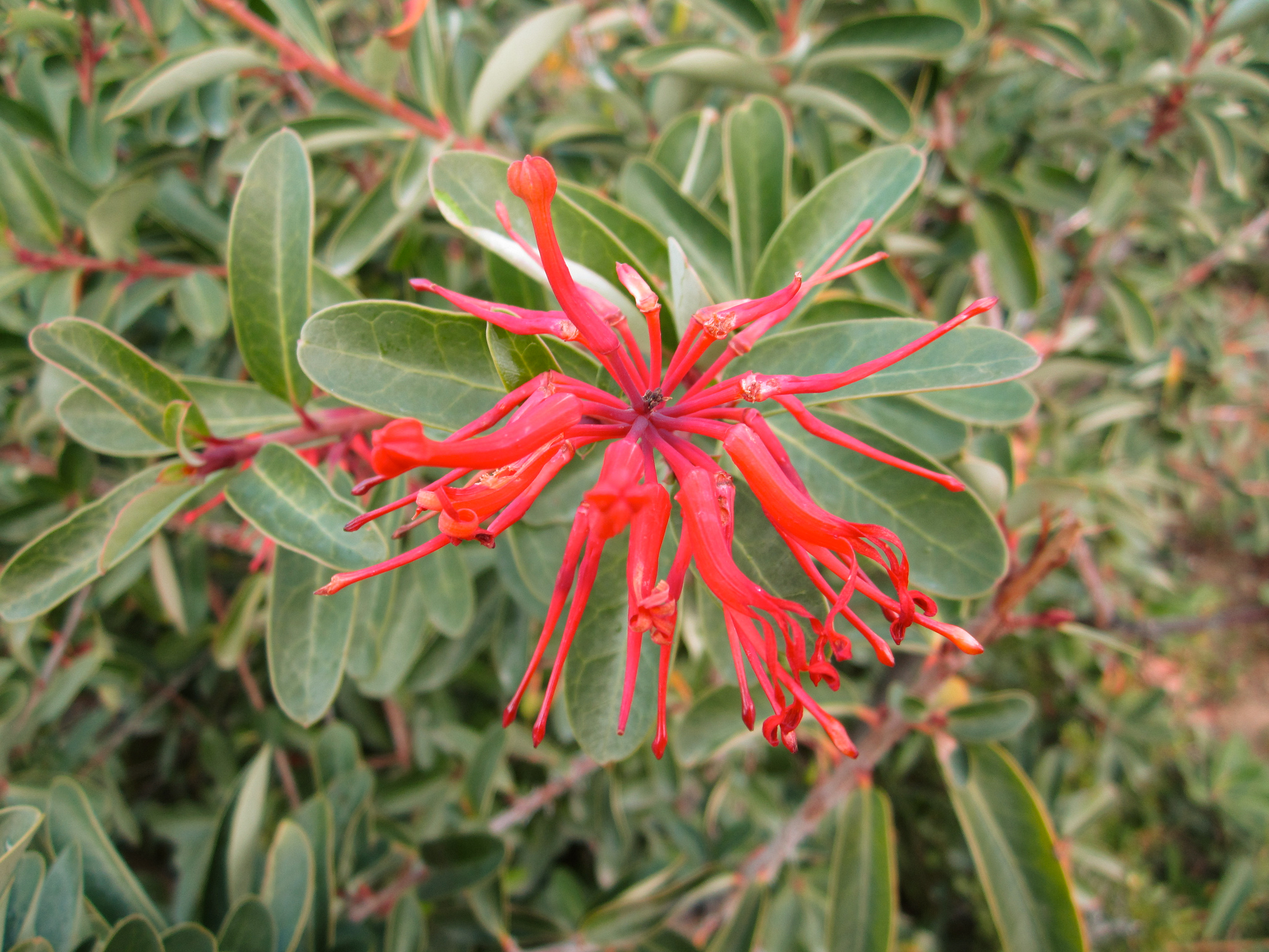 Embothrium Coccineum Wallpapers - Wallpaper Cave