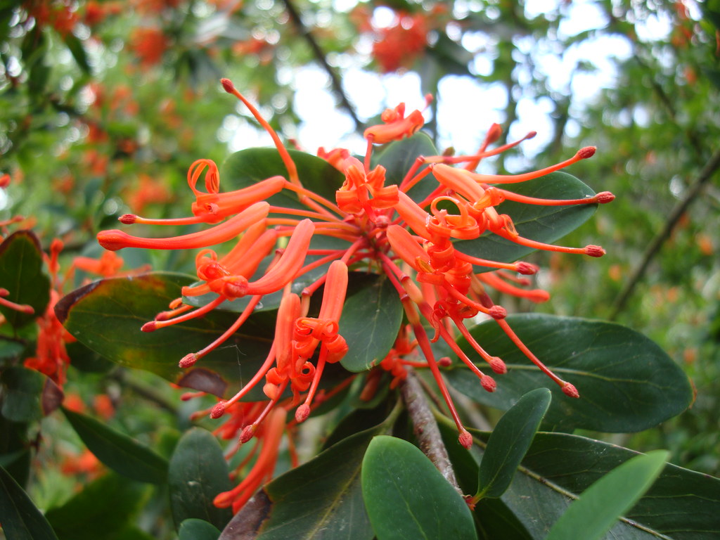 Embothrium Coccineum Wallpapers - Wallpaper Cave