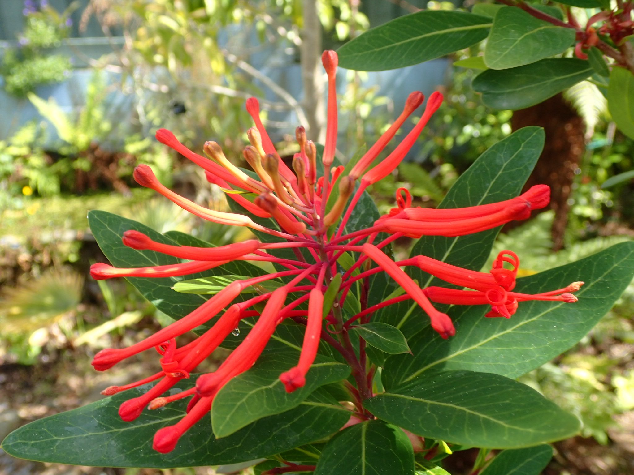 Embothrium Coccineum Wallpapers - Wallpaper Cave