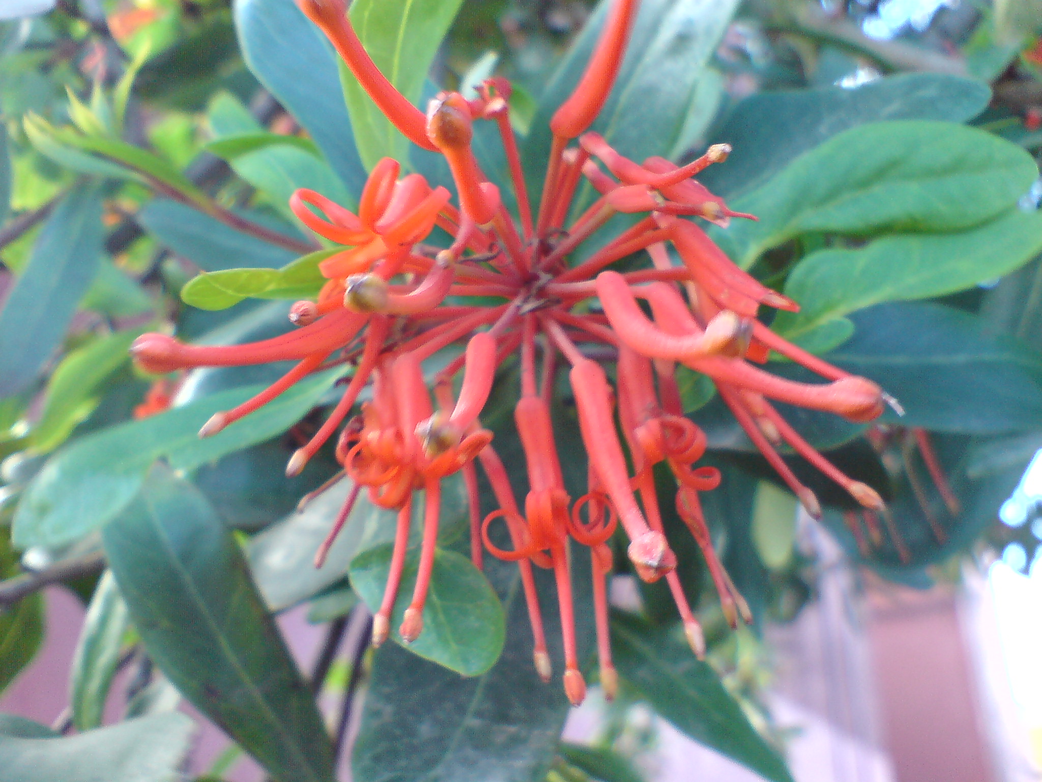 Embothrium Coccineum Wallpapers - Wallpaper Cave