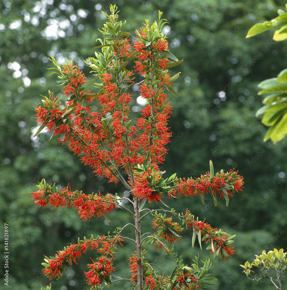 Embothrium Coccineum Wallpapers - Wallpaper Cave