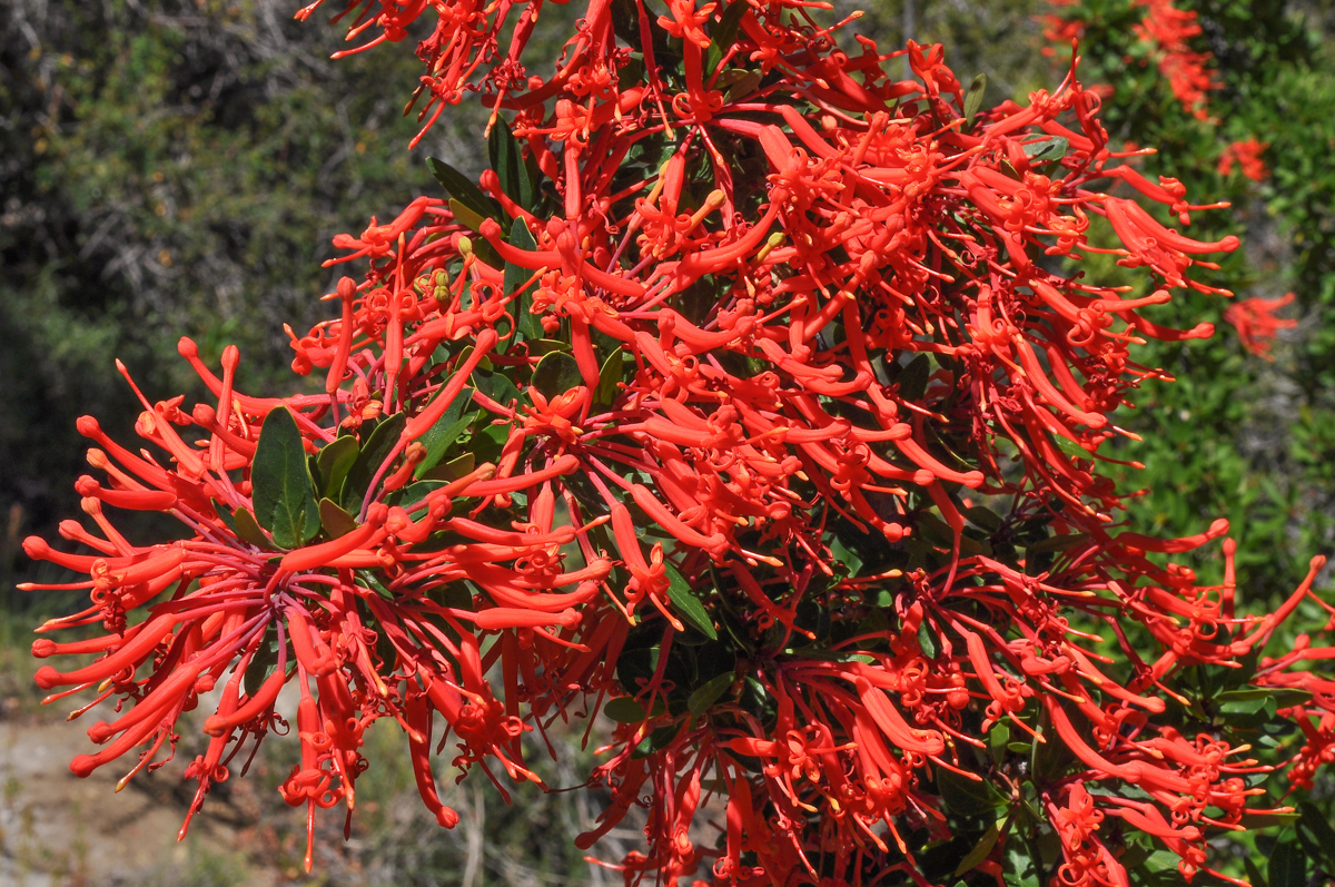 Embothrium Coccineum Wallpapers - Wallpaper Cave