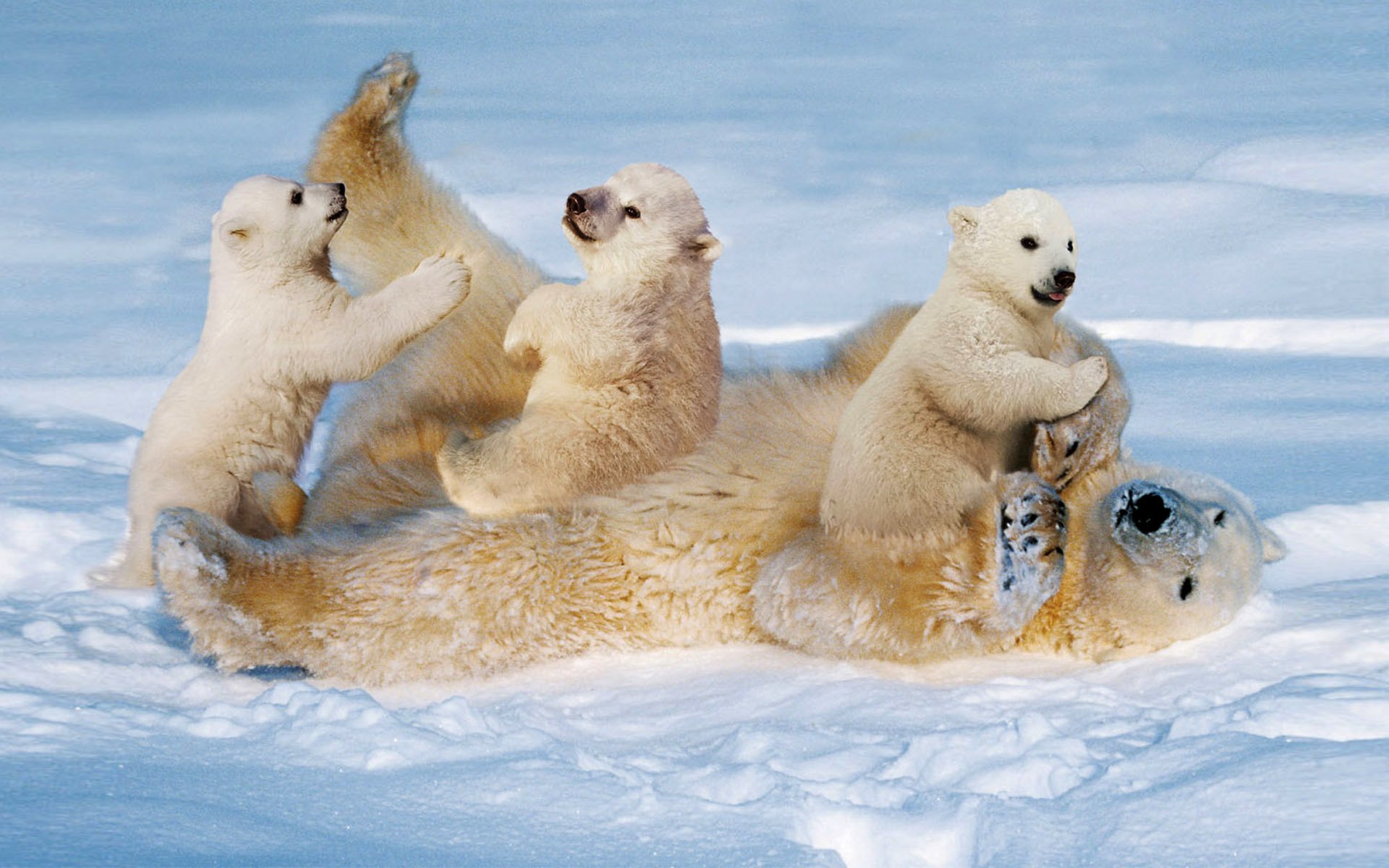 Polar Bear Cubs Wallpapers - Wallpaper Cave