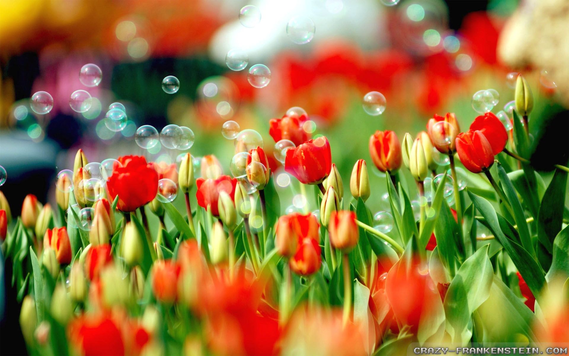 Spring Bubbles Wallpapers - Wallpaper Cave