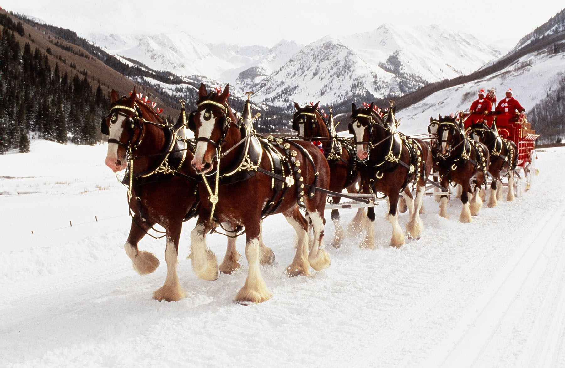 Budweiser Horses Wallpapers - Wallpaper Cave
