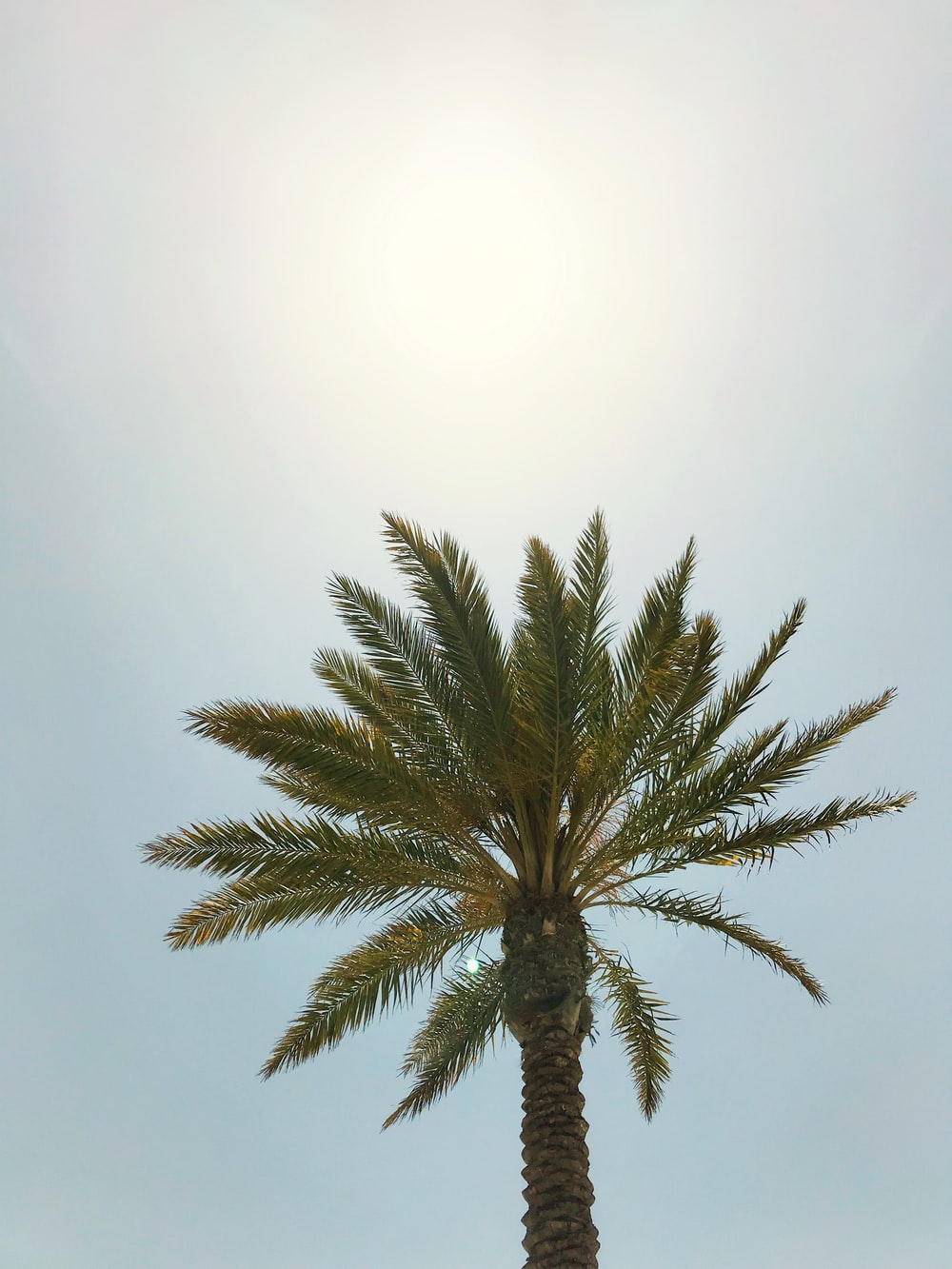 Date Palm Wallpapers - Wallpaper Cave