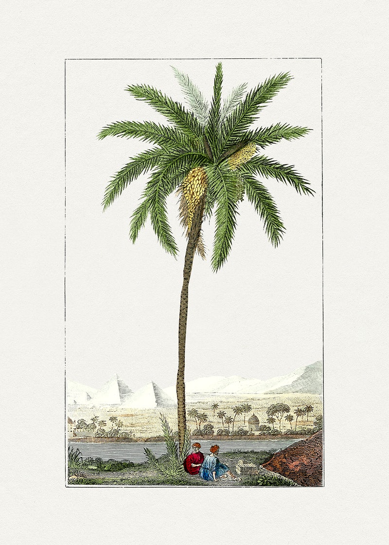 Date Palm Wallpapers - Wallpaper Cave