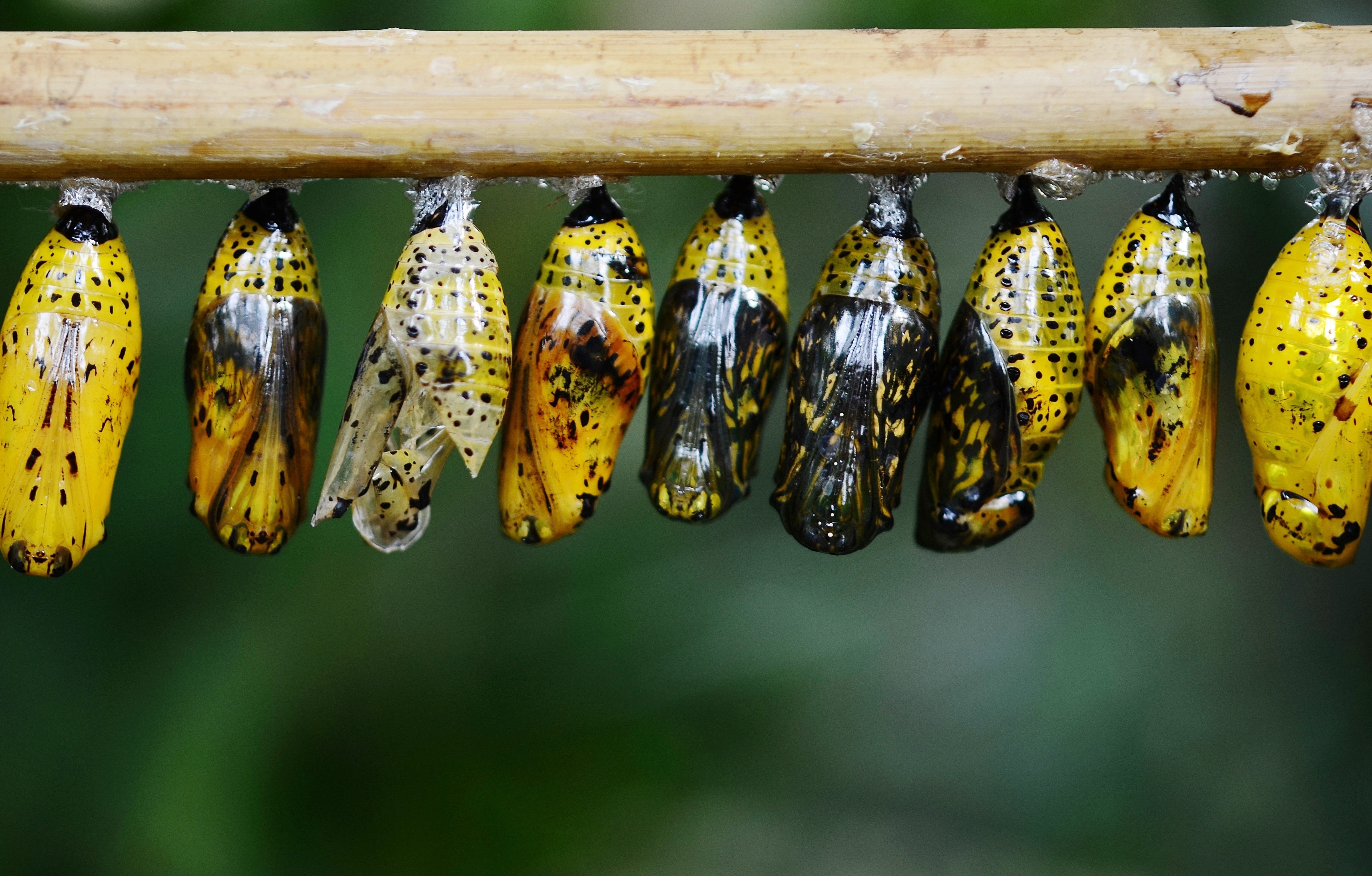 Pupa Wallpapers - Wallpaper Cave