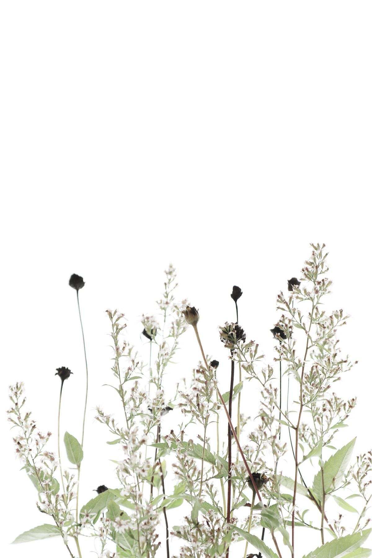 Plant Drawing Wallpapers - Wallpaper Cave